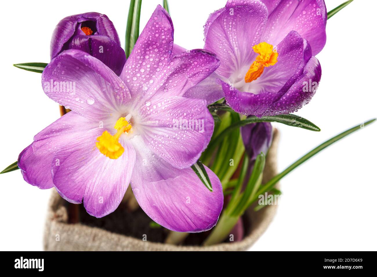 Crocus flowers isolated on a white background Stock Photo - Alamy