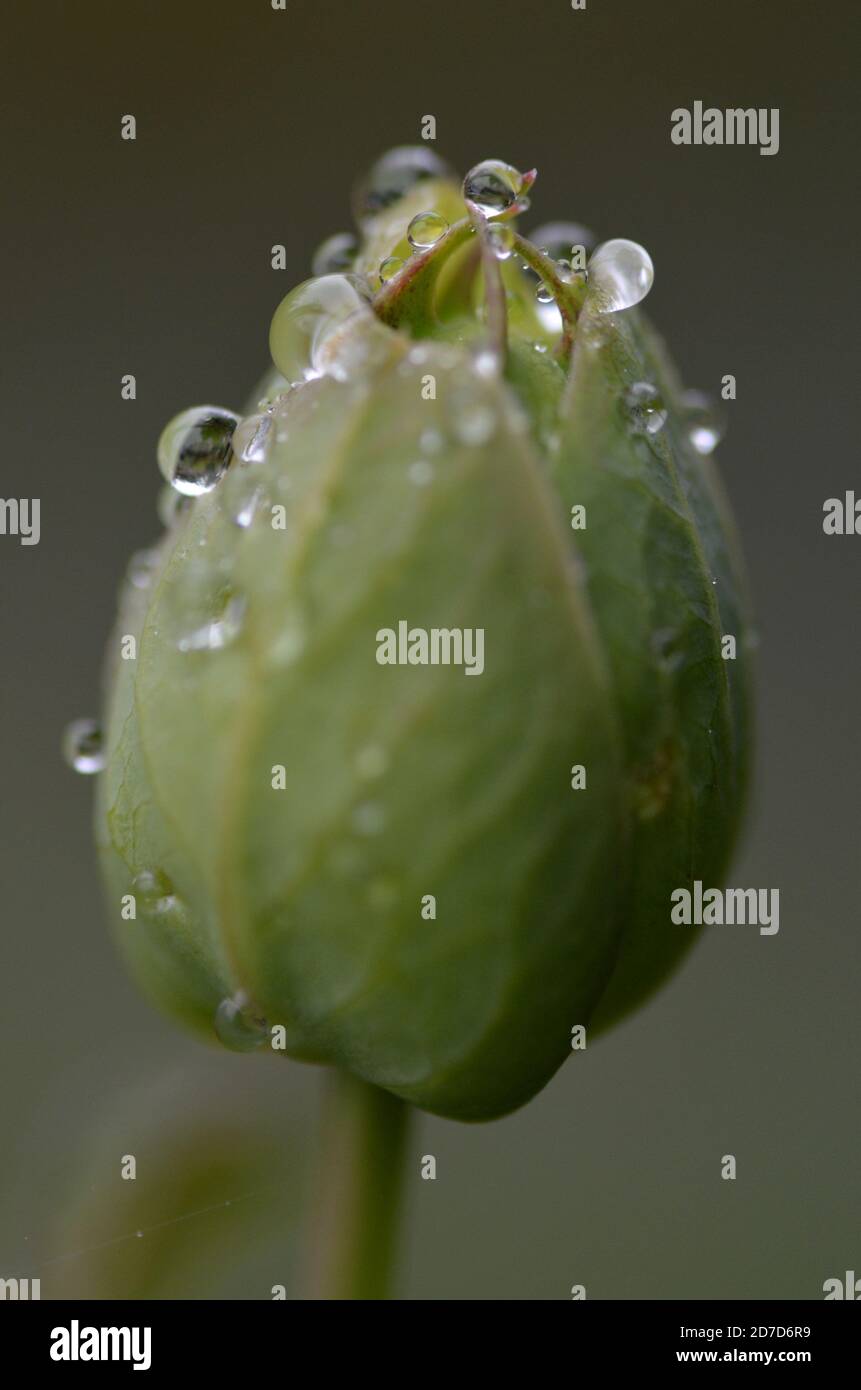 Zoomed plants hi-res stock photography and images - Alamy