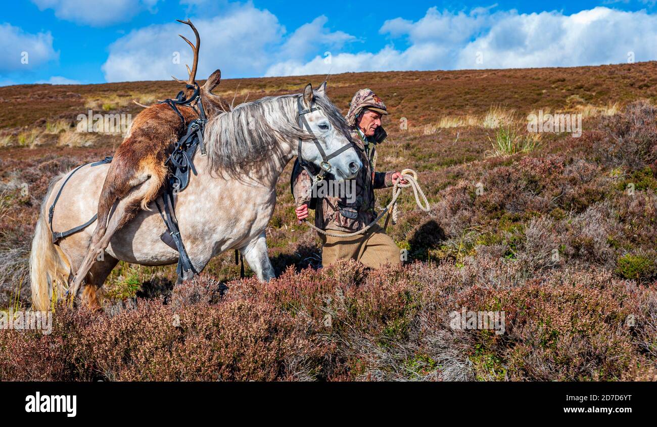 Scotland, UK – A ghillie’s leading his working highland pony off the ...