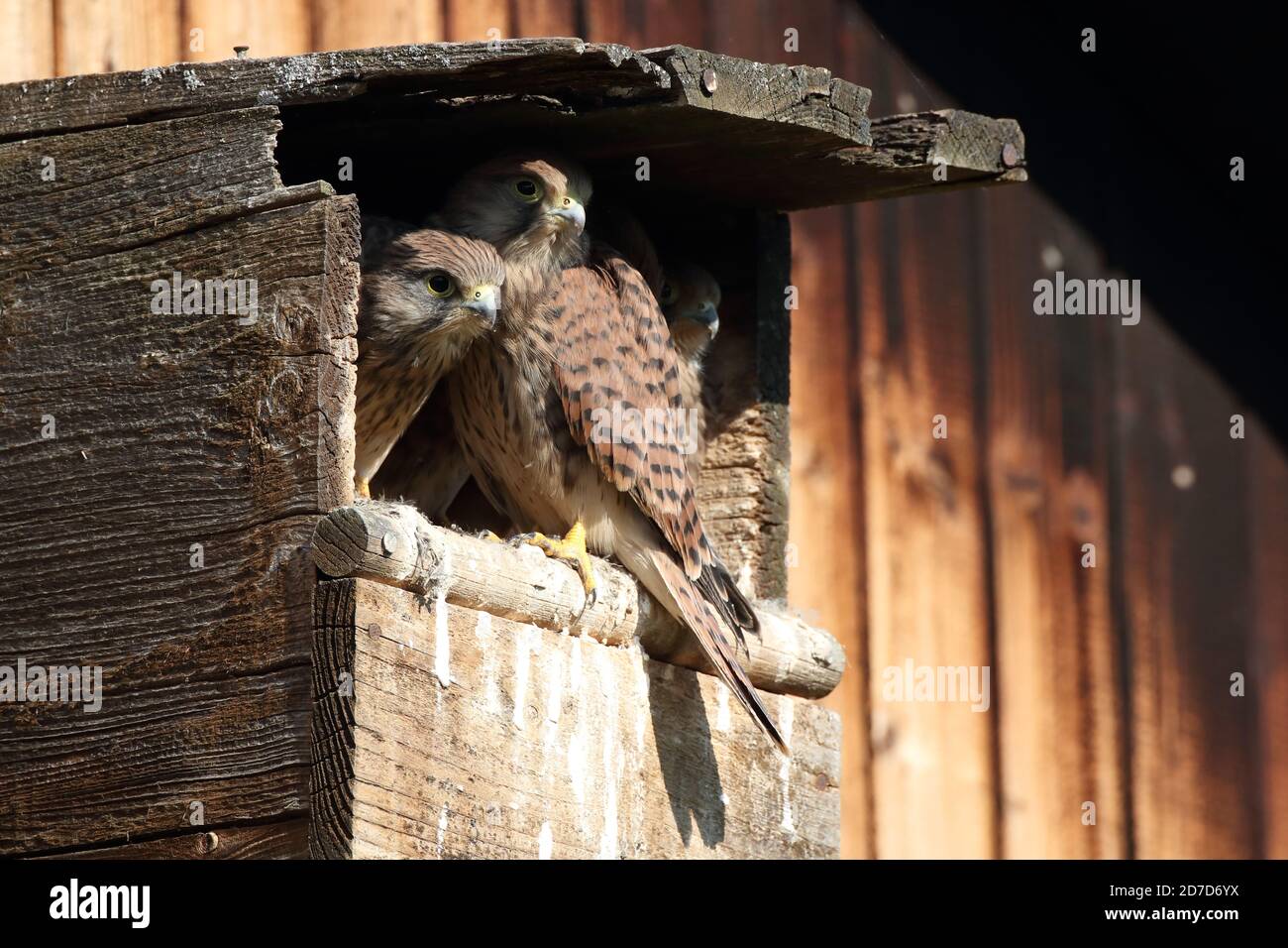 common kestrel (Falco tinnunculus) young birds at the nest box Germany ...
