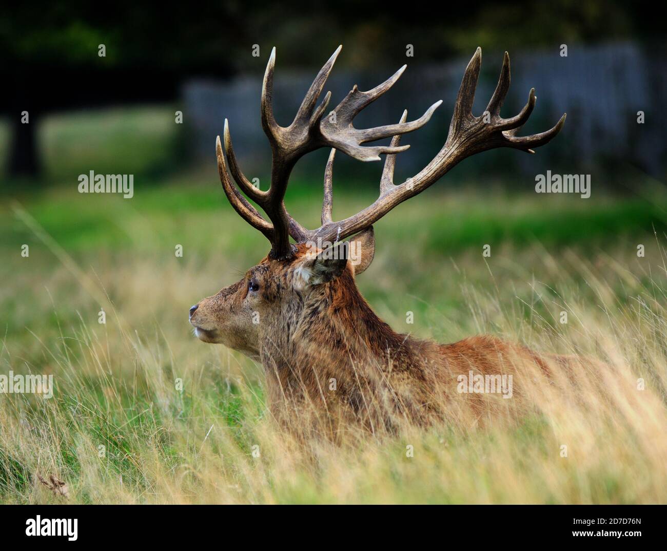 Deer sitting in bushy park hi-res stock photography and images - Alamy