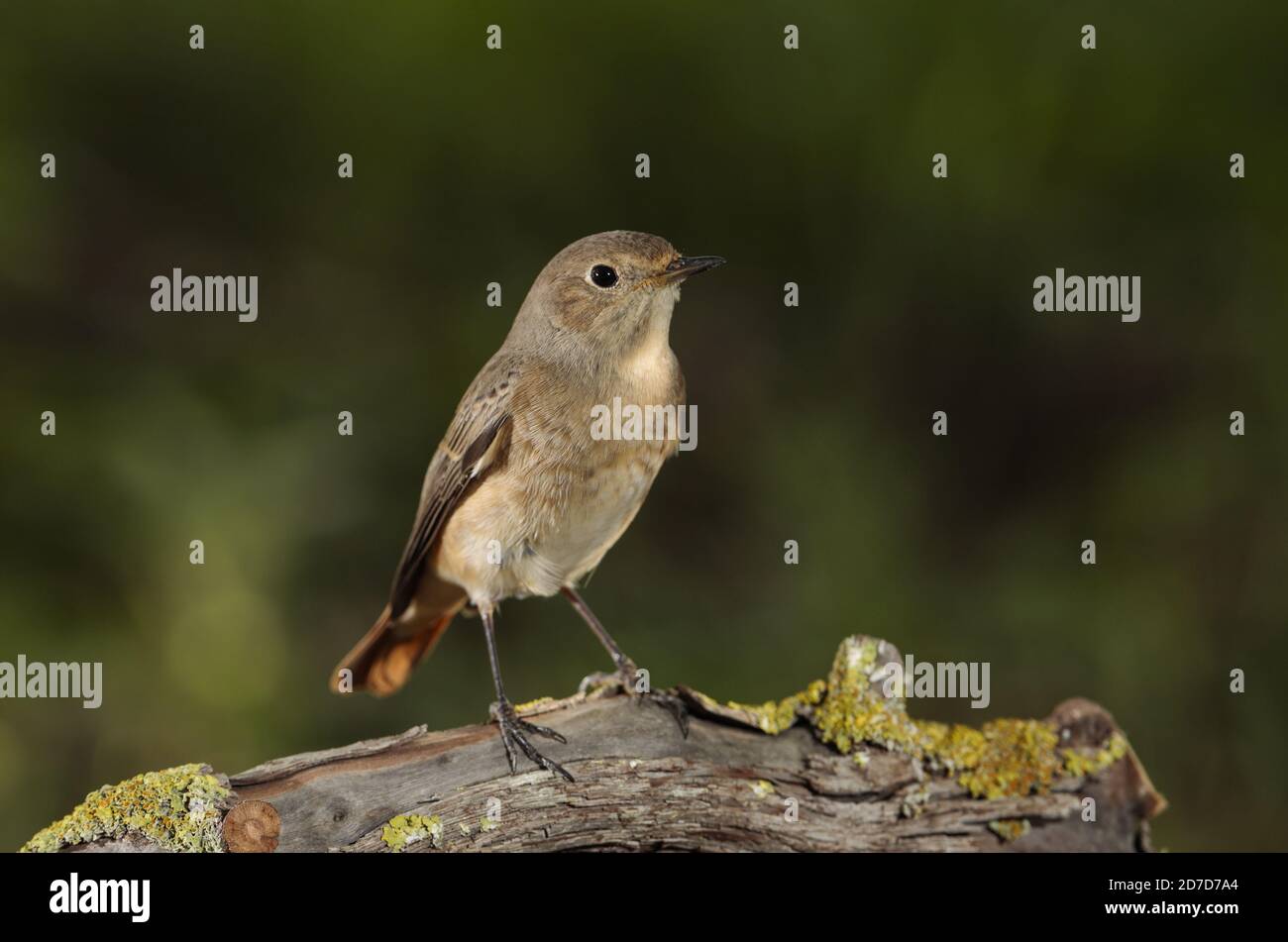 female Common redstart Phoenicurus phoenicurus , Malta, Mediterranean ...