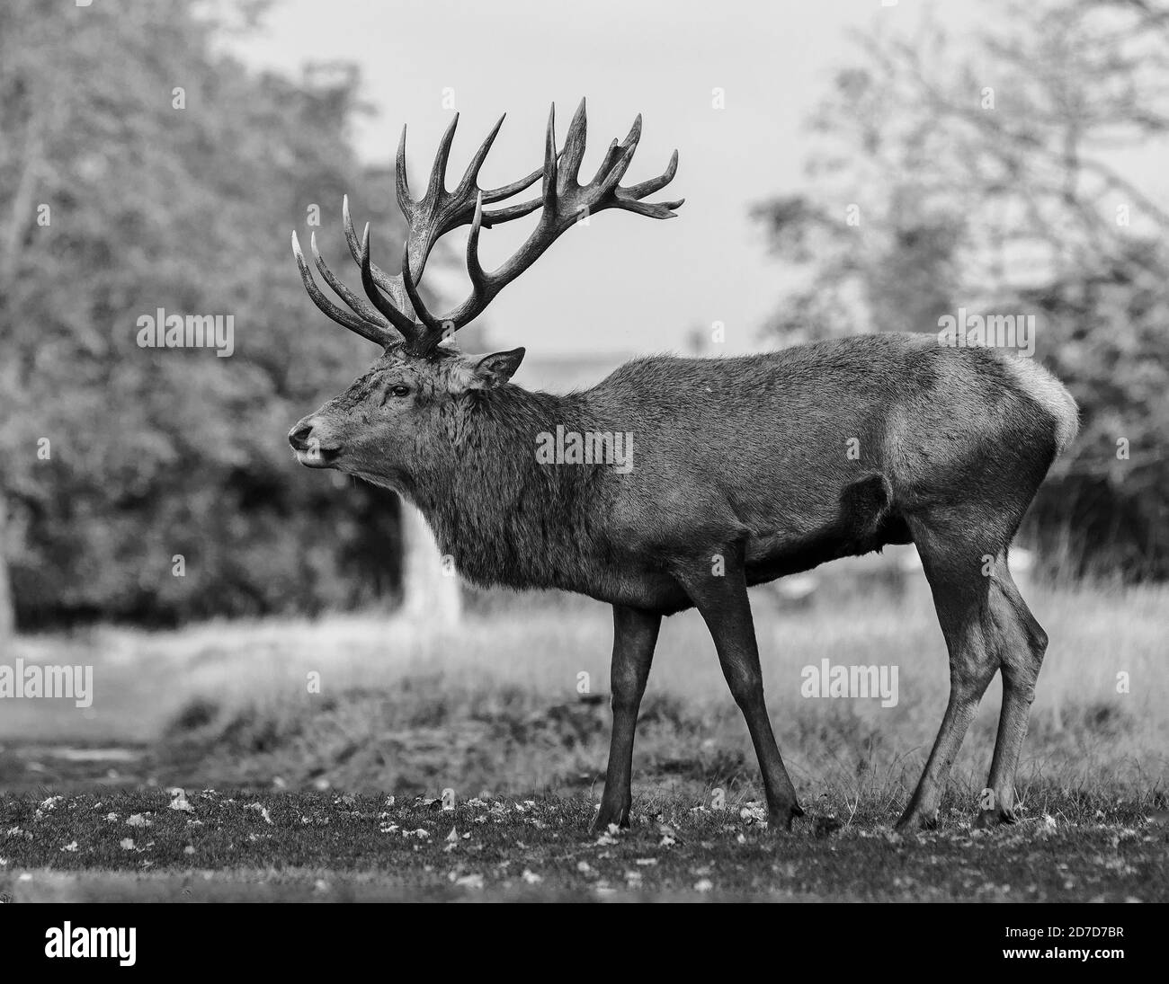 Large Red Stag with huge Antlers standing proudly in Bush Park ...