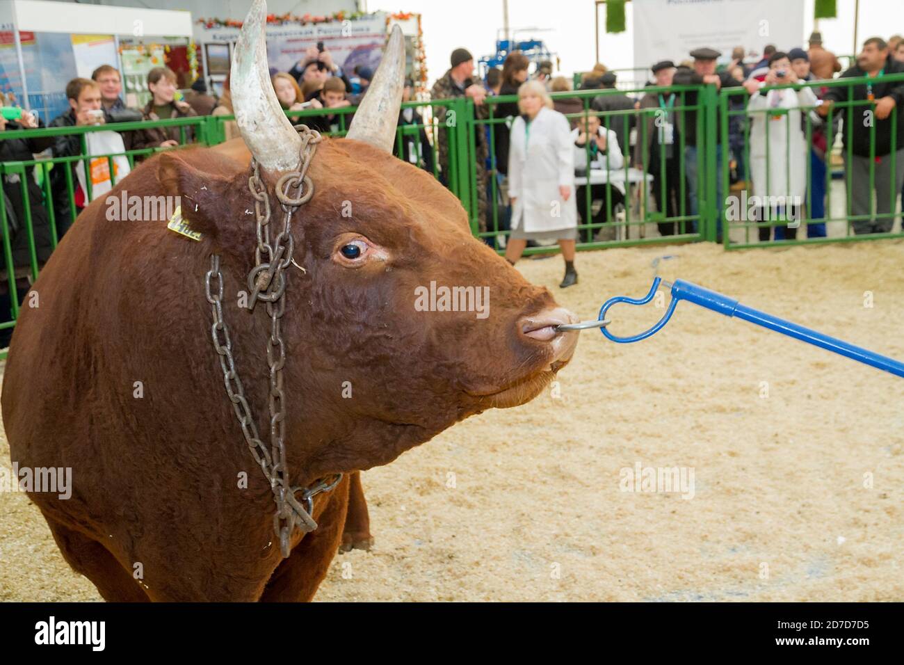 09.10.2015. Russia, Moscow: Agroindustrial Exhibition. Competitive ...