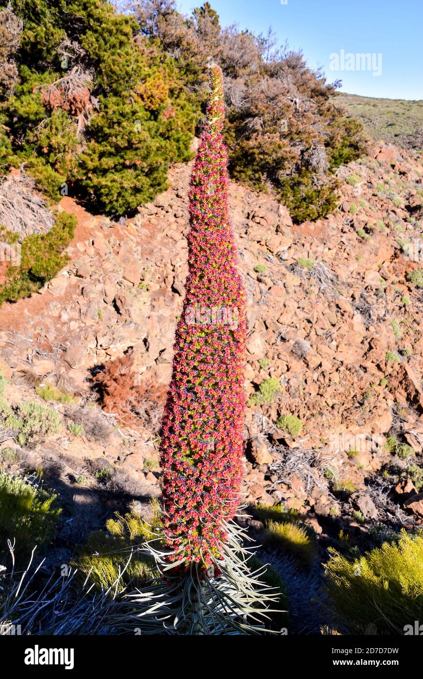 Tajinaste Flower of Tenerife Island Stock Photo - Alamy