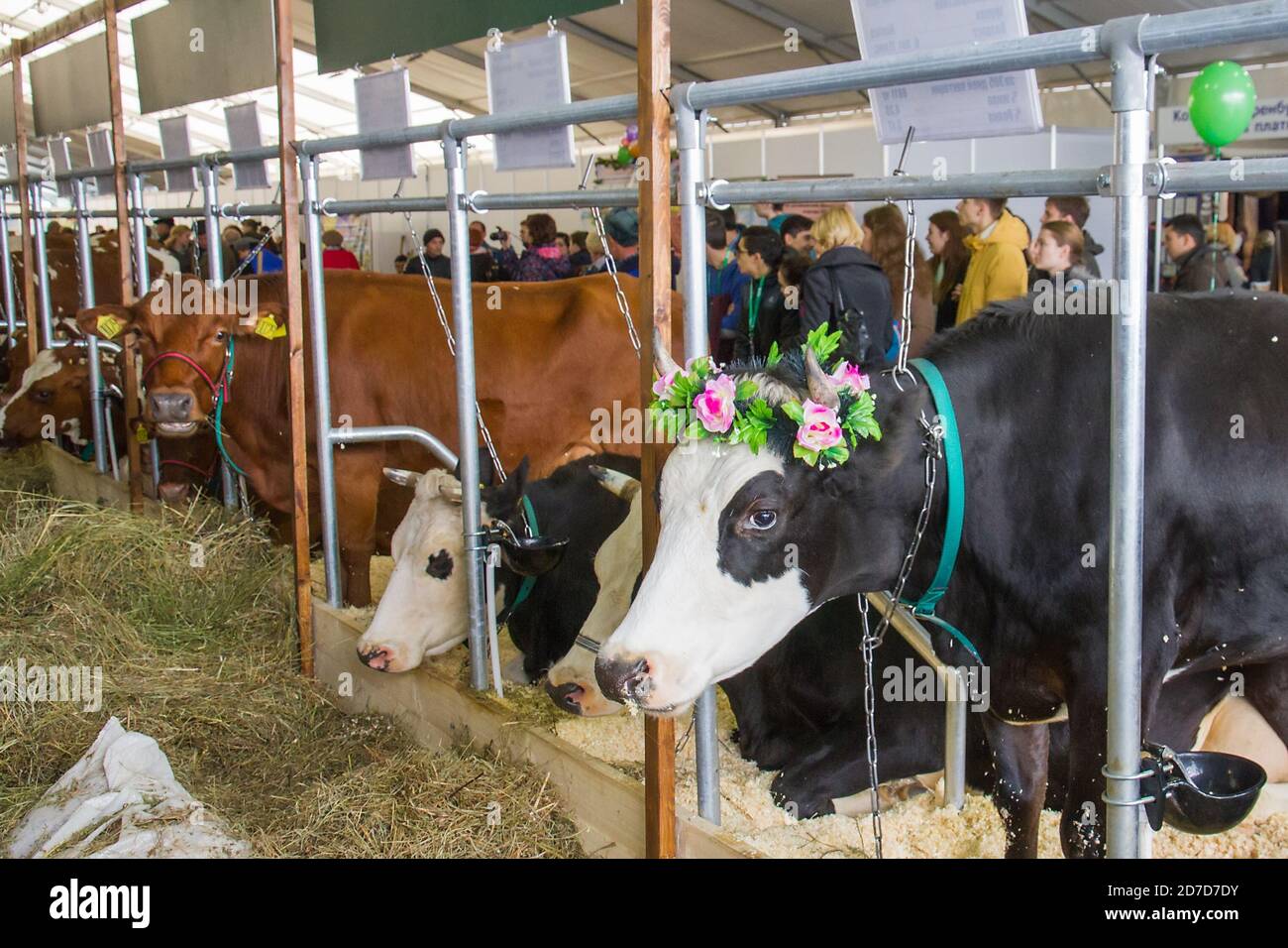 09.10.2015. Russia, Moscow: Agroindustrial Exhibition. Cows at the All ...