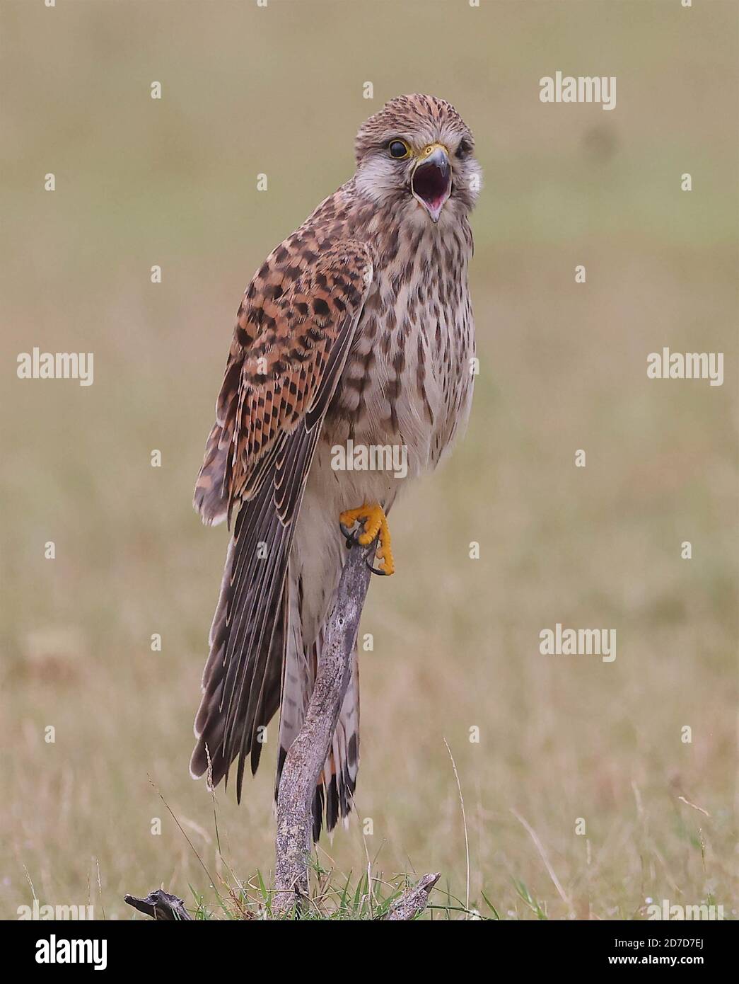 Chennai, India, 22nd Octber 2020: Comman Kestrel female shot in the out ...