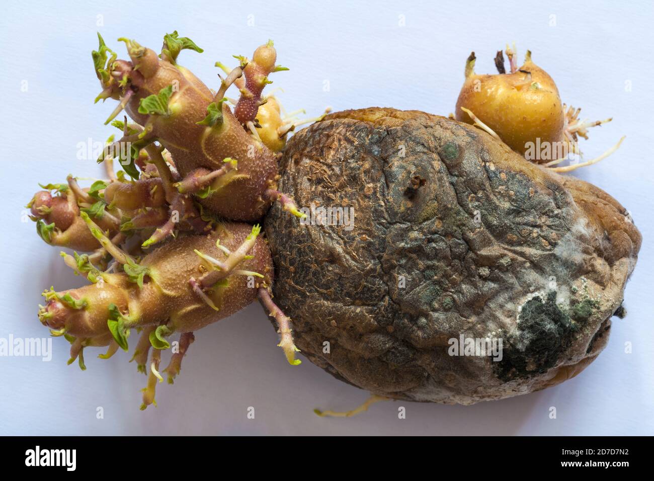 Potato rot hi-res stock photography and images - Alamy