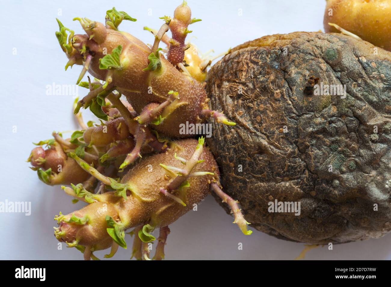 Potato rot hi-res stock photography and images - Alamy