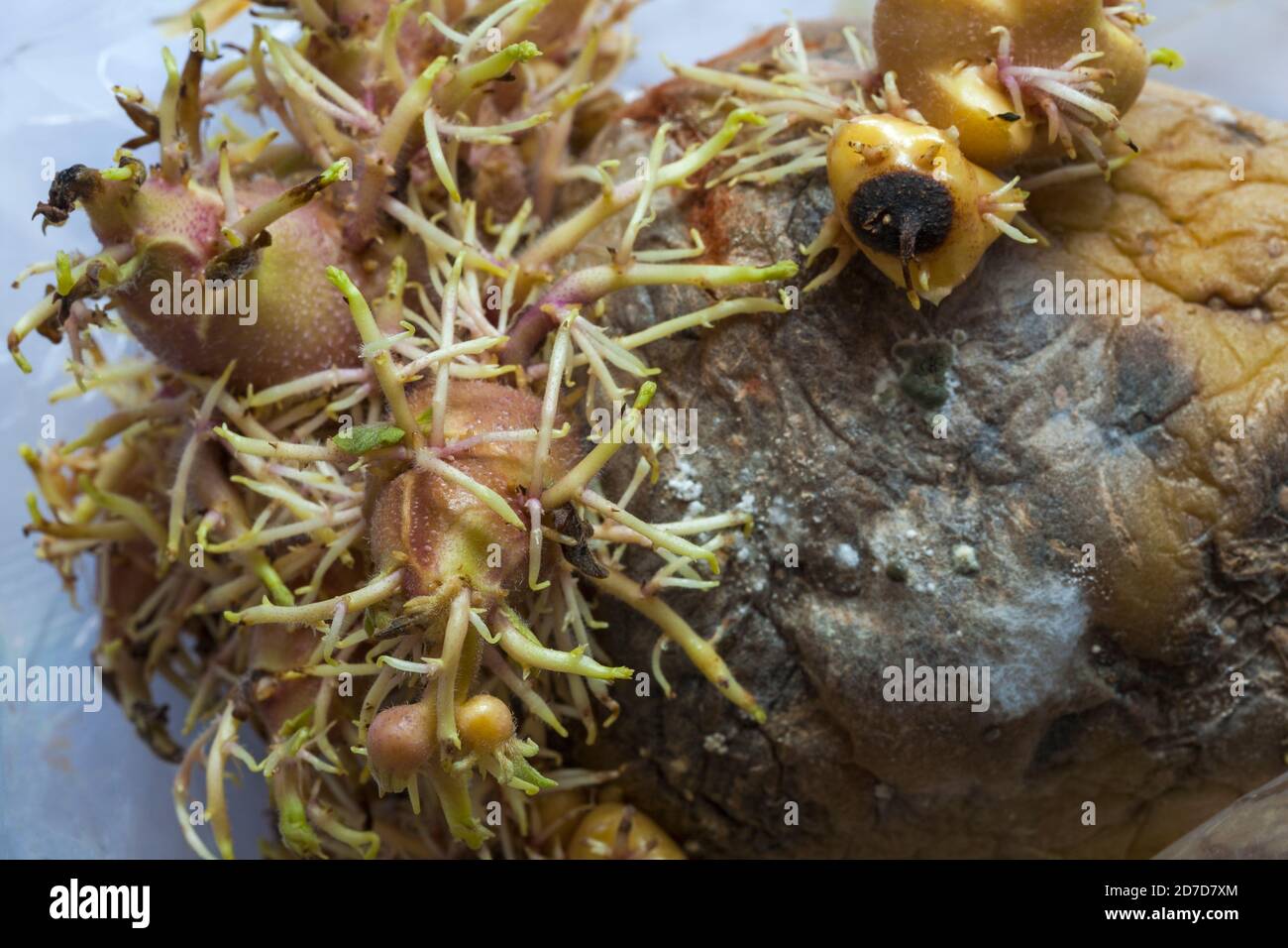 potato chit potato chitting with potato going rotten bad mouldy set on ...