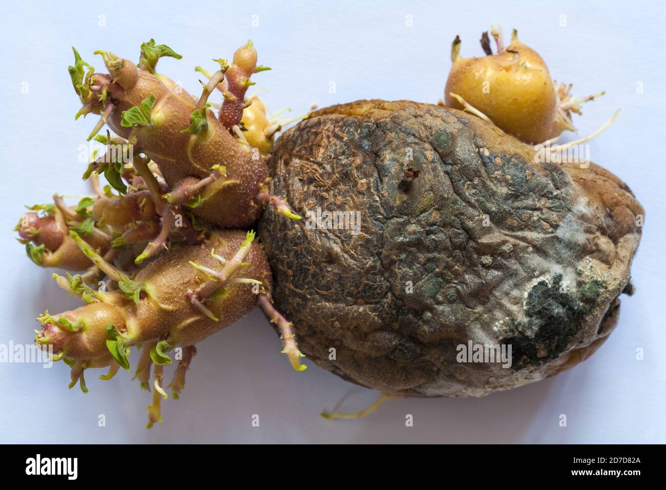 Rotten potato hi-res stock photography and images - Alamy