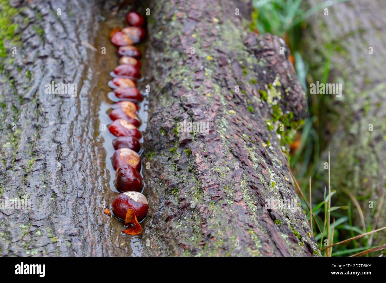Chestnuts arranged vertical in a row in a deepening of a tree trunk ...
