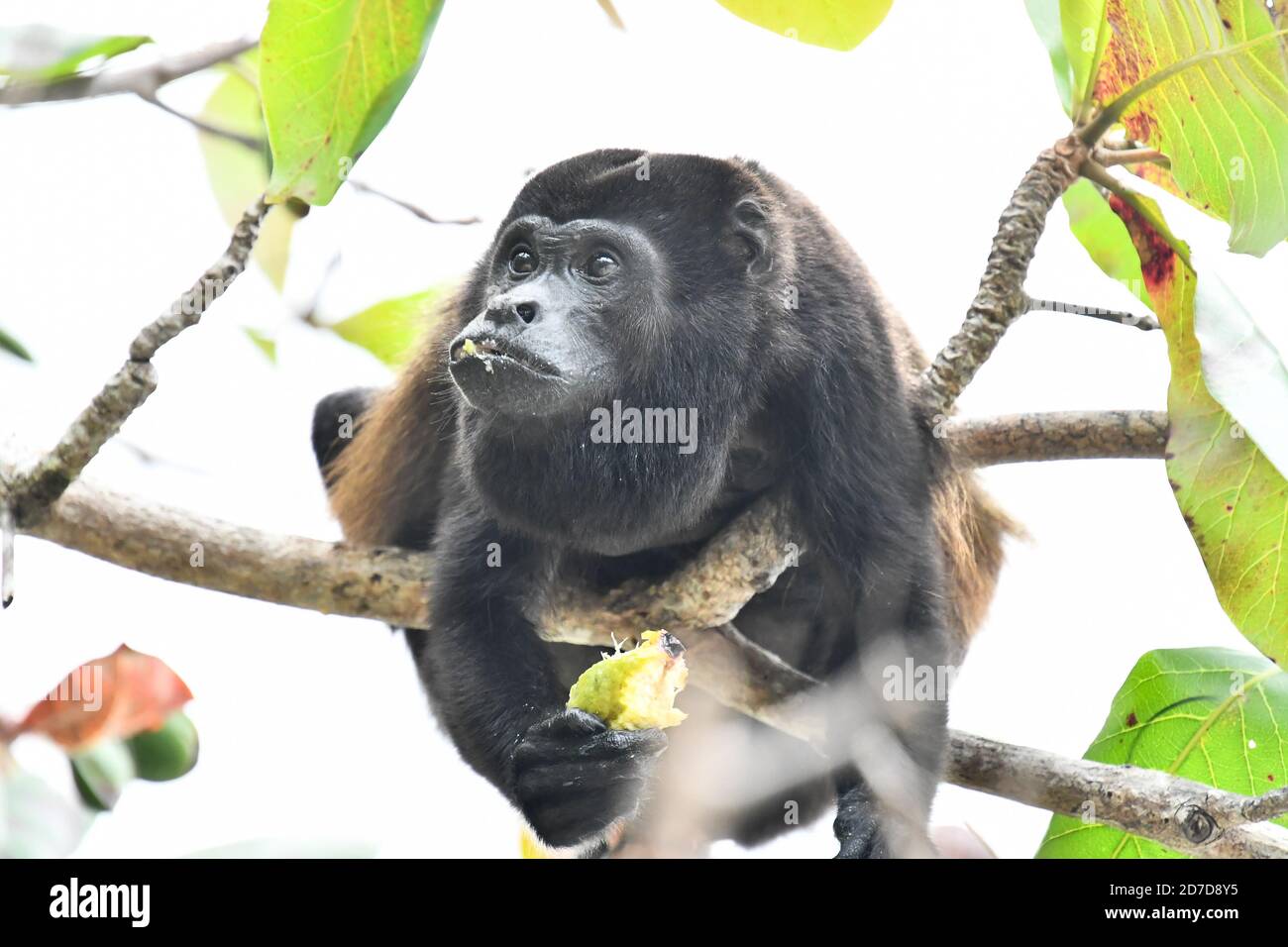 capuchin monkey primate , in Arenal Volcano area costa rica central ...
