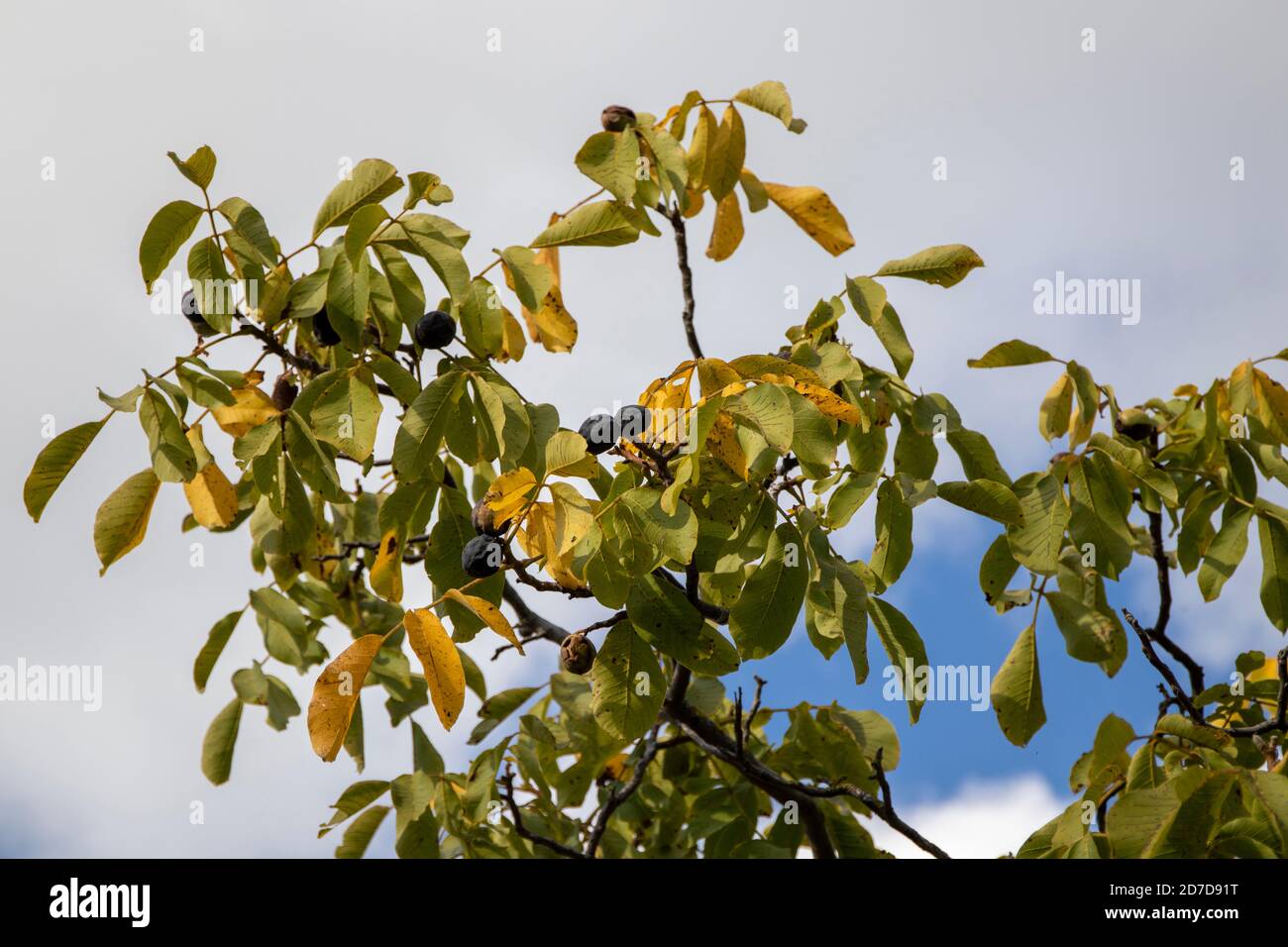 Old walnut tree with green and yellow leaves in autumn season with ...