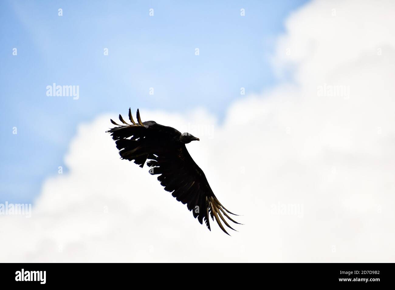 eagle in flight, photo as a background ,taken in Arenal Volcano lake ...