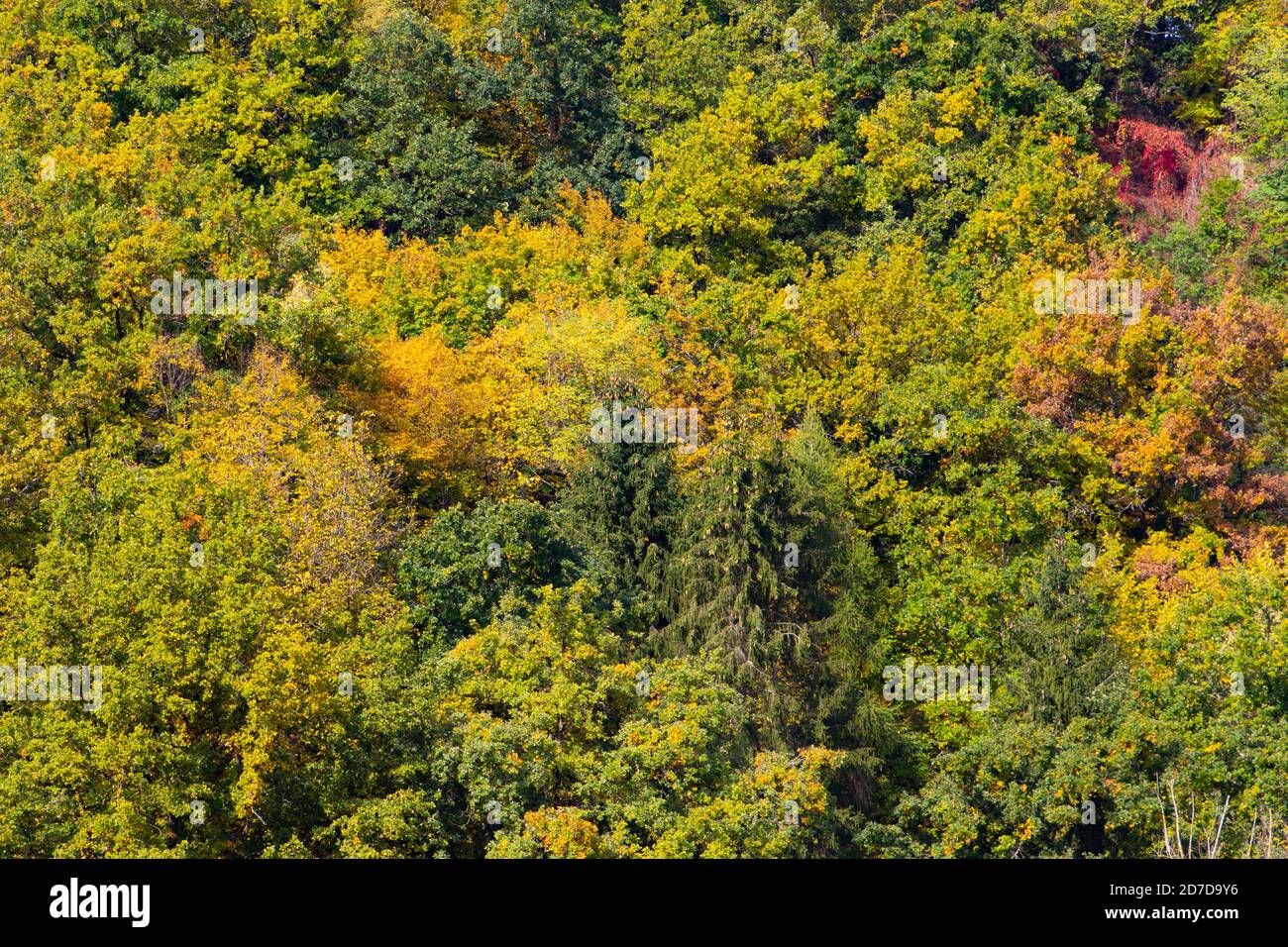Autumn forest colors for natural background Stock Photo - Alamy