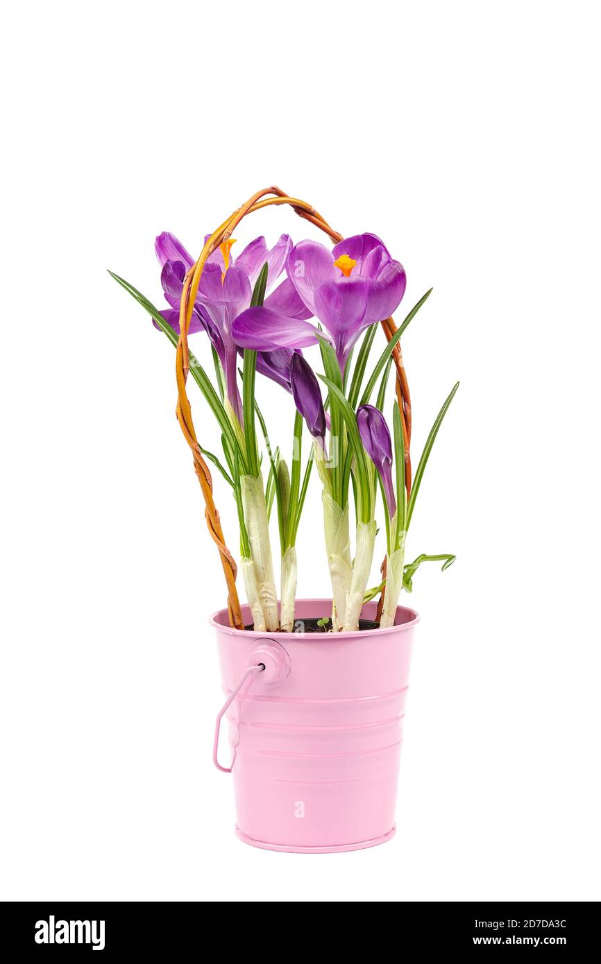 Crocus flowers isolated on a white background Stock Photo - Alamy