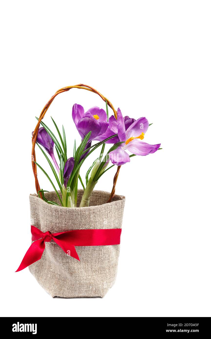 Crocus flowers isolated on a white background Stock Photo - Alamy
