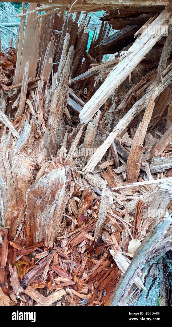 Old larch tree hi-res stock photography and images - Alamy