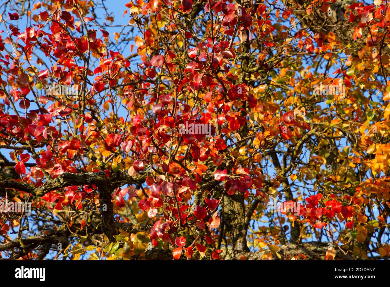 Red leaves on a apple tree for autumn background Stock Photo - Alamy