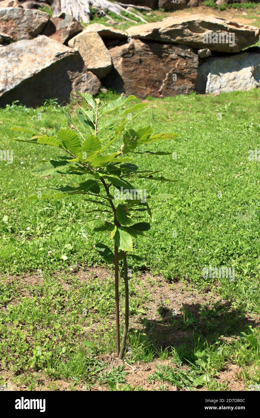 Walnut plant hi-res stock photography and images - Alamy