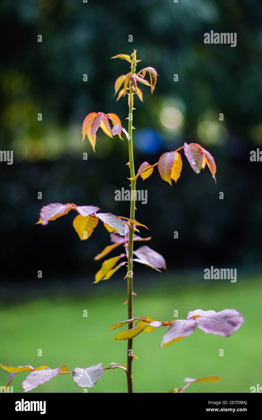 Shiny rose leaves hi-res stock photography and images - Alamy