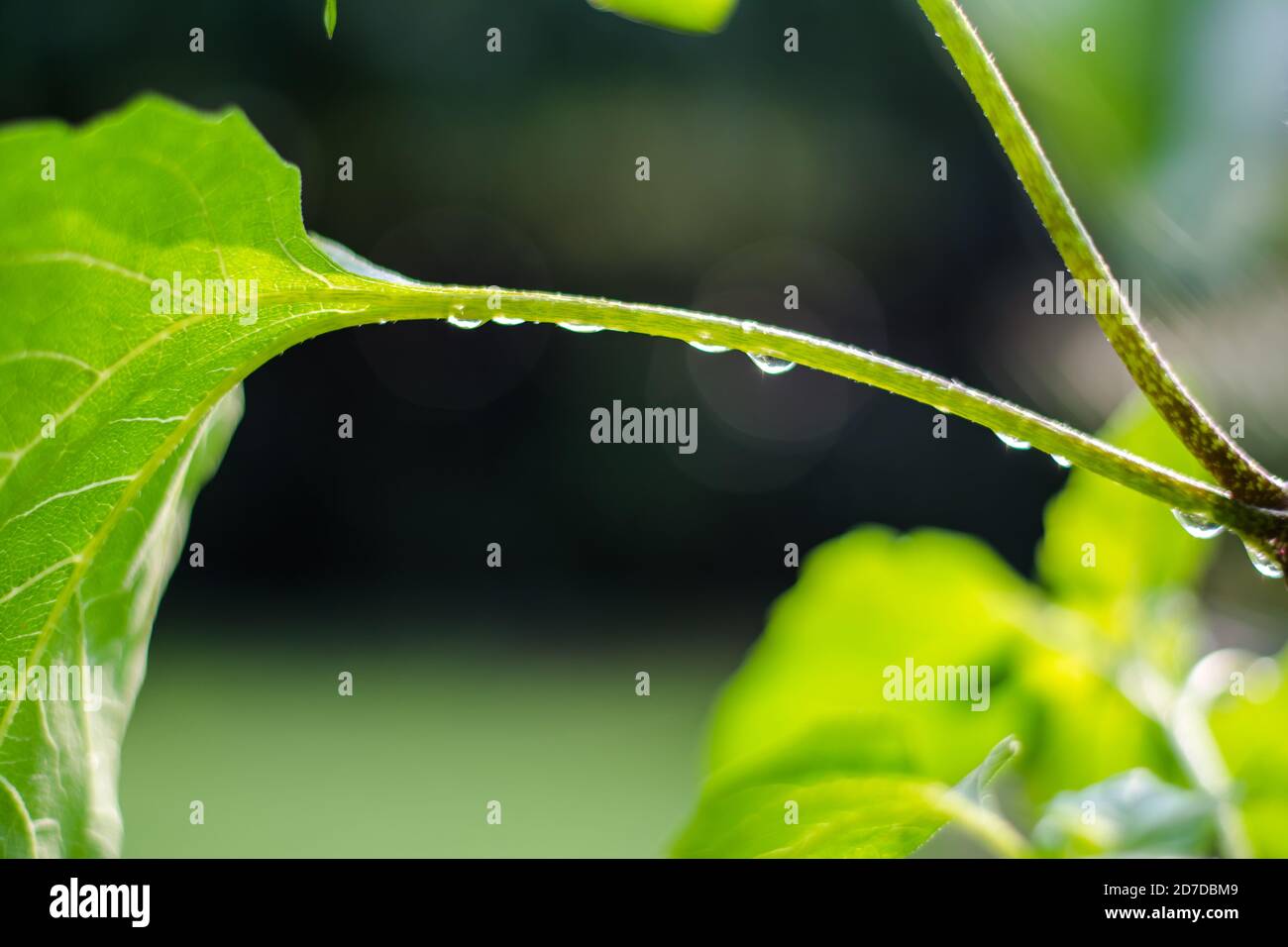 Water drop on leaf hi-res stock photography and images - Alamy