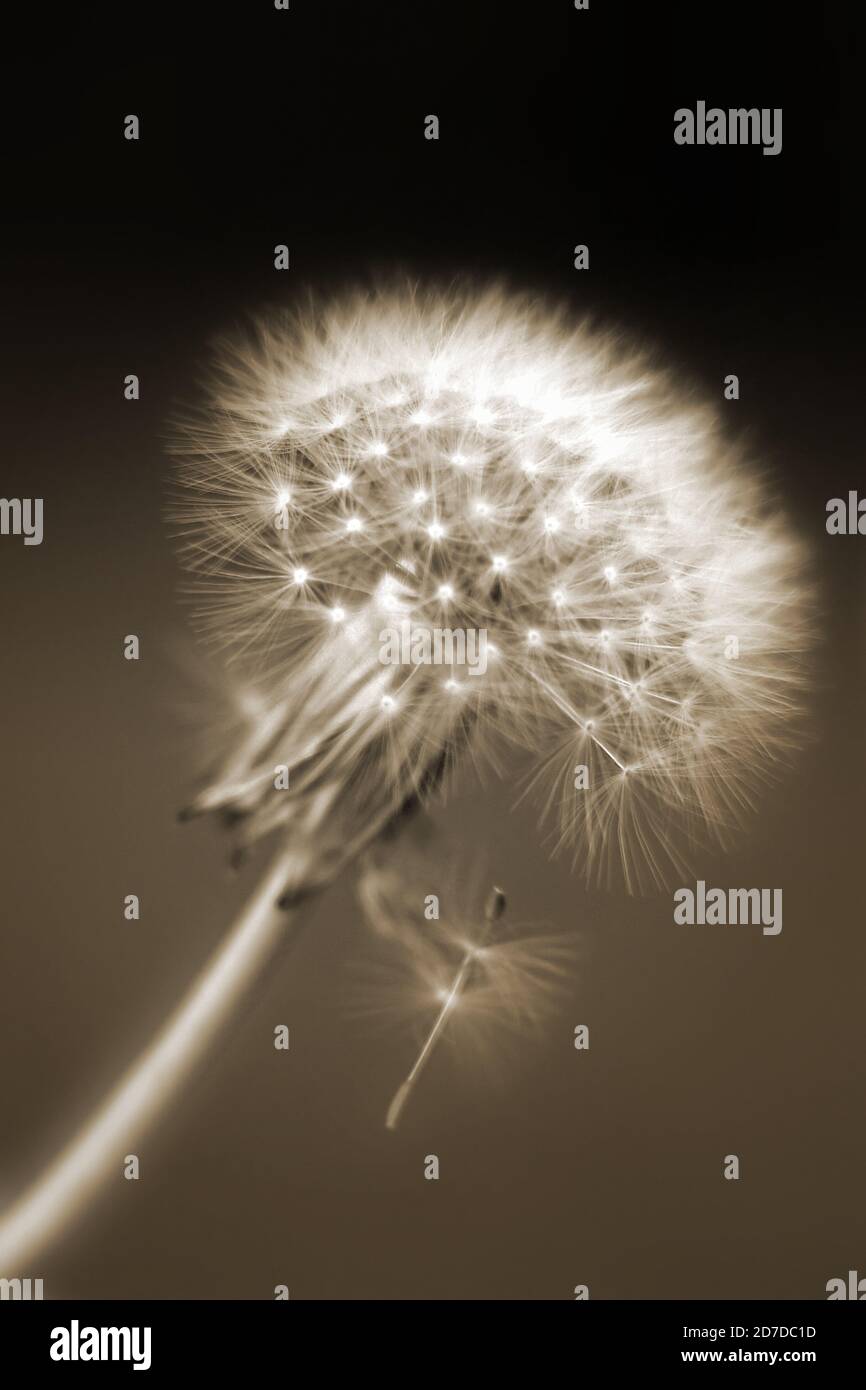 Dandelion: the Beginning of the End Stock Photo - Alamy