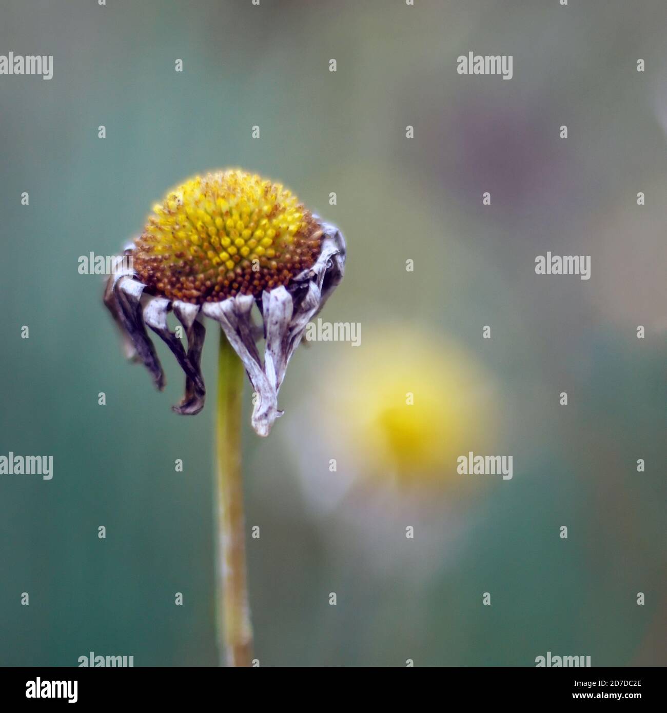 Death of a Daisy Stock Photo - Alamy