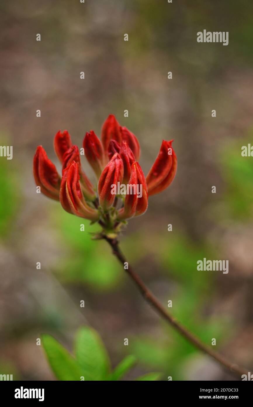 Fire Flower 2 Stock Photo - Alamy
