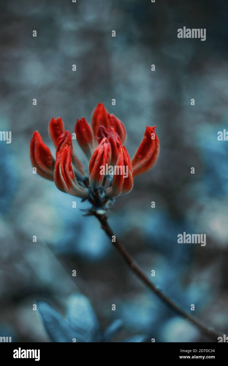 Fire flower hi-res stock photography and images - Alamy