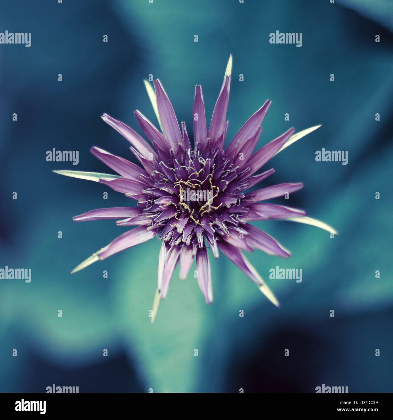 Purple starburst hi-res stock photography and images - Alamy