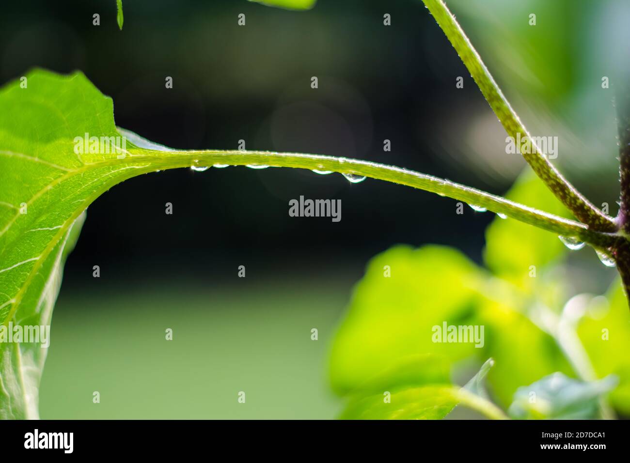 water drops on the plant after the rain, close up of water drop on leaf ...