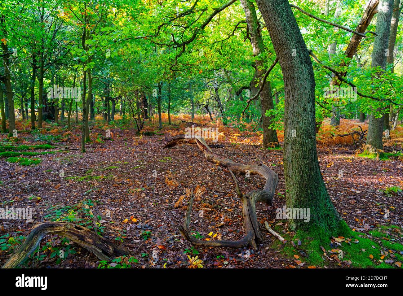 Fallen branches from ancient oaks lay in a forest clearing on an autumn ...
