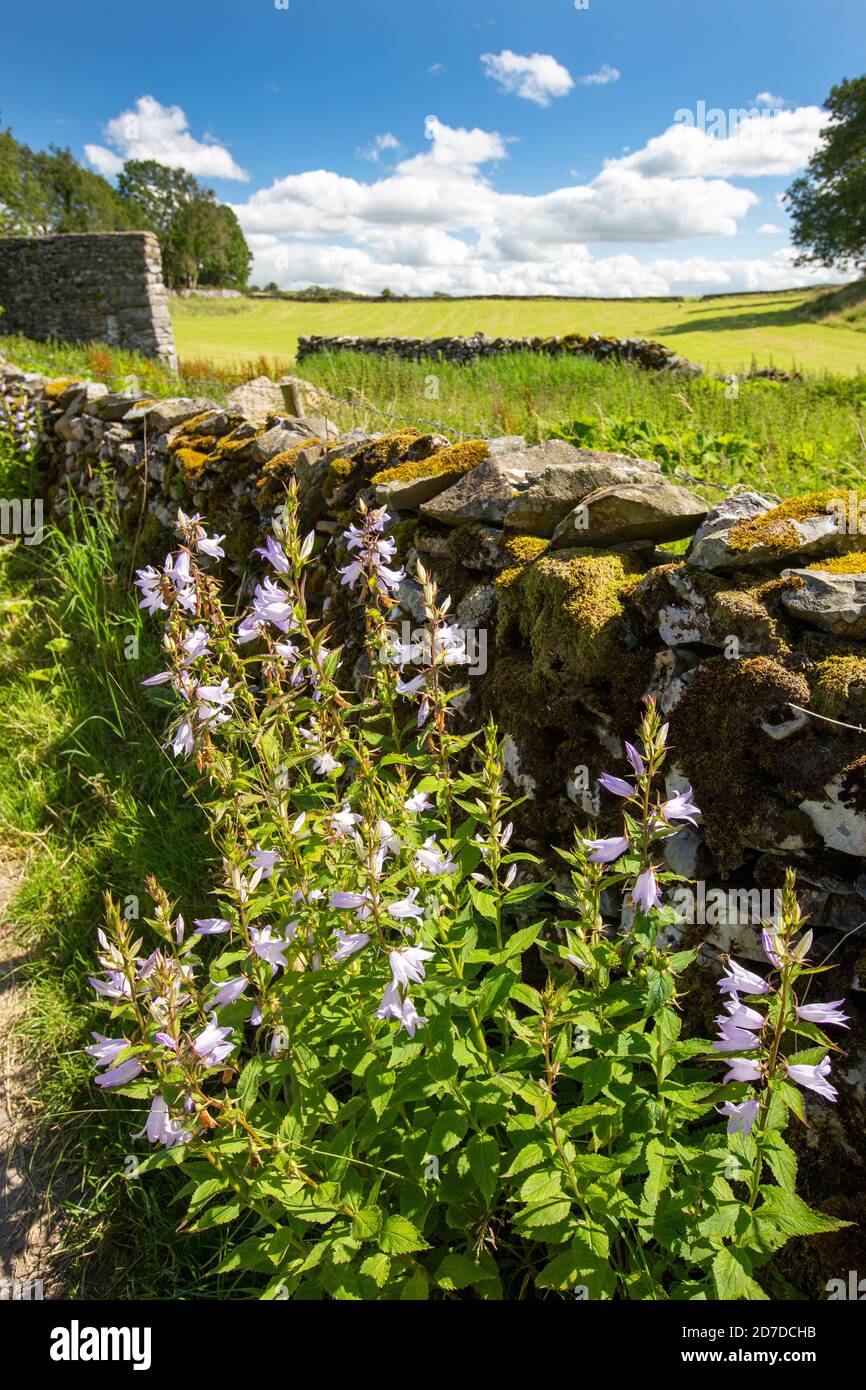 Wildflowers growing near Feizor in the Yorkshire Dales, UK Stock Photo ...