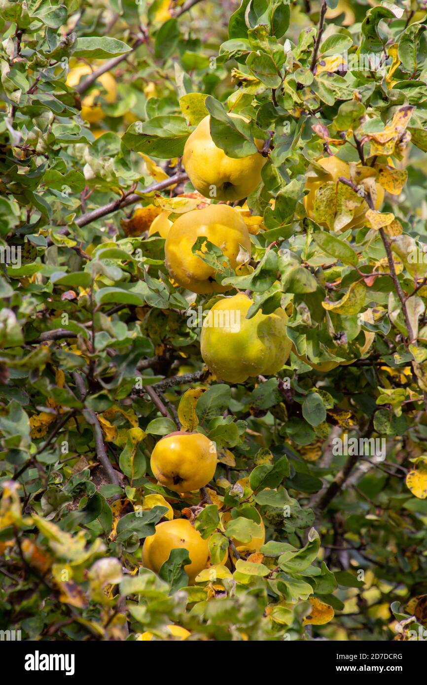 Large yellow fruits of quince hanging in a tree ready for harvest Stock ...