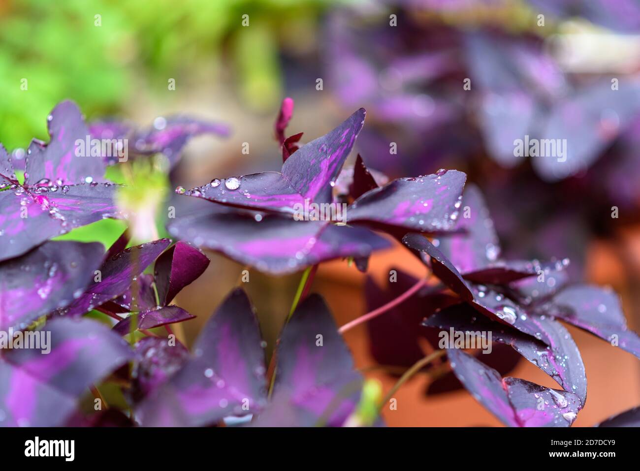 Oxalis triangularis green hi-res stock photography and images - Alamy