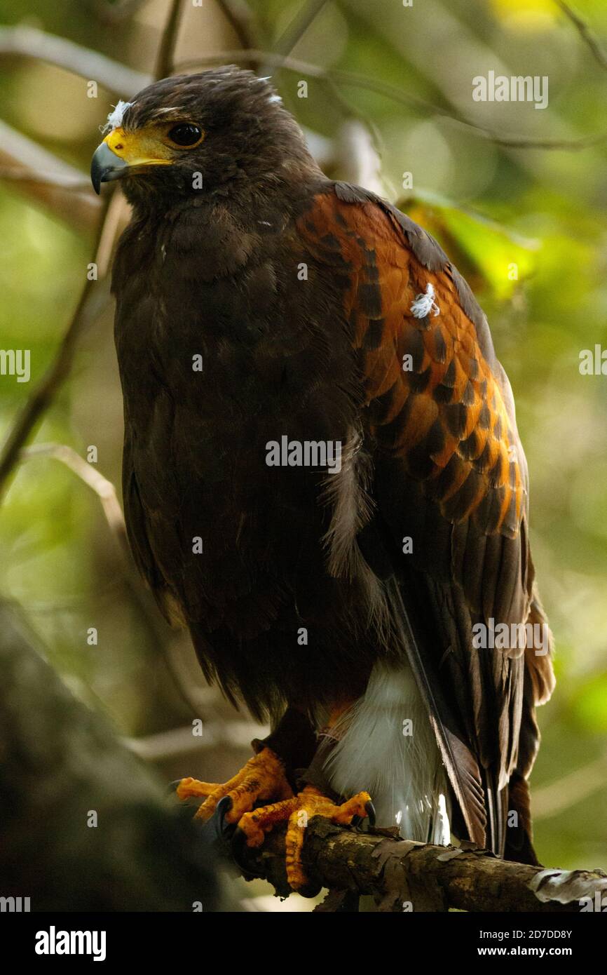 Vertical selective focus shot of a Harrison hawk, bird of prey Stock ...