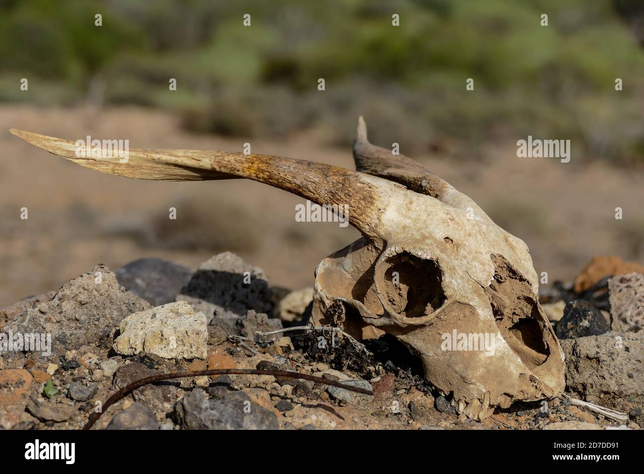 Dry Goat Skull Bone, Goat Skull background in the desert Stock Photo ...