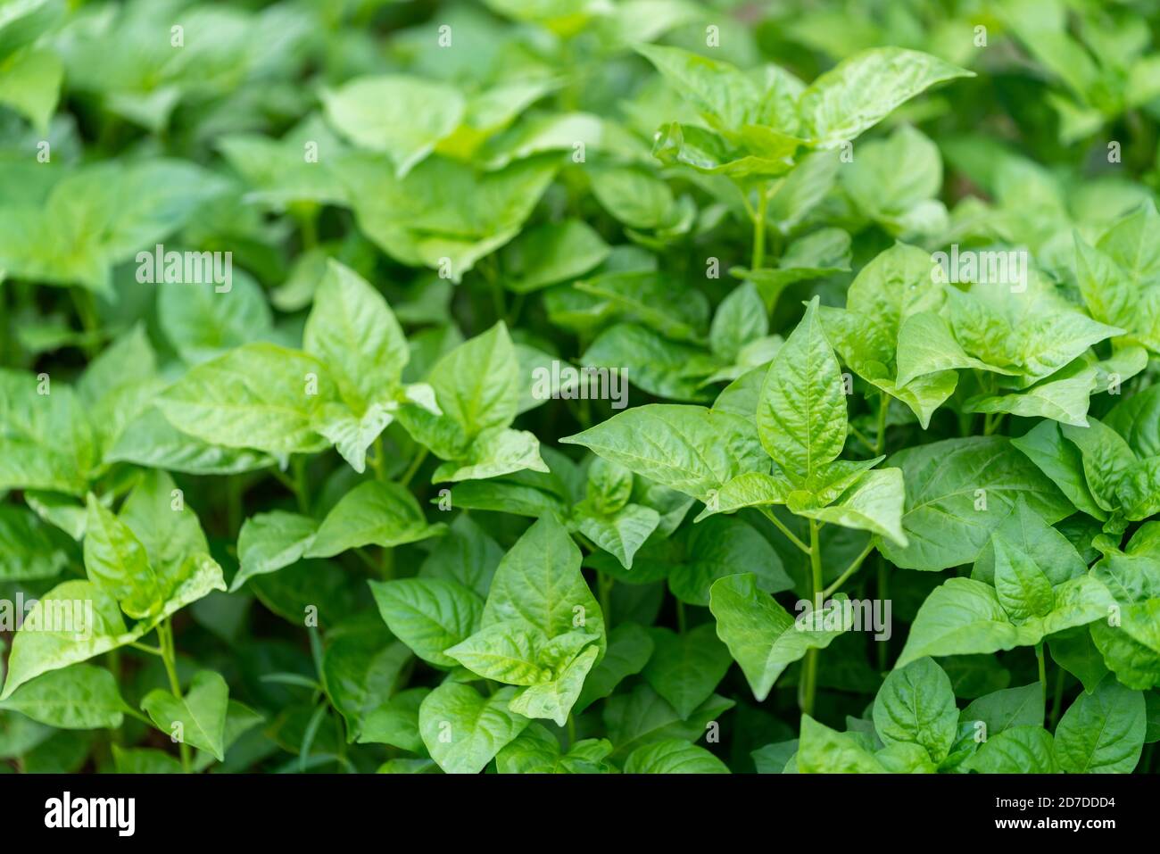 Chilli planting hi-res stock photography and images - Alamy