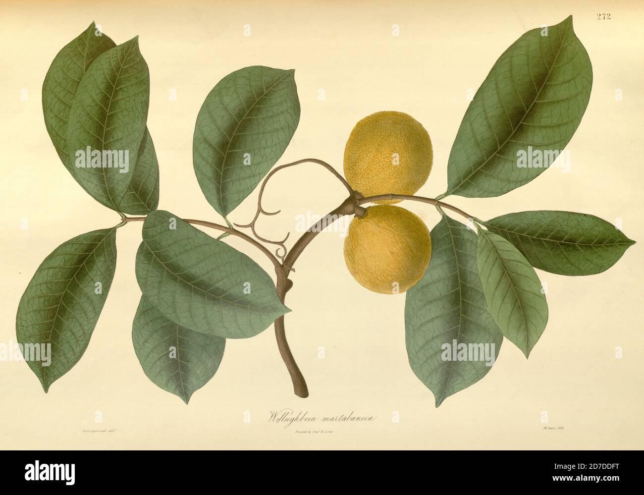 Botany illustration 1800s hi-res stock photography and images - Alamy