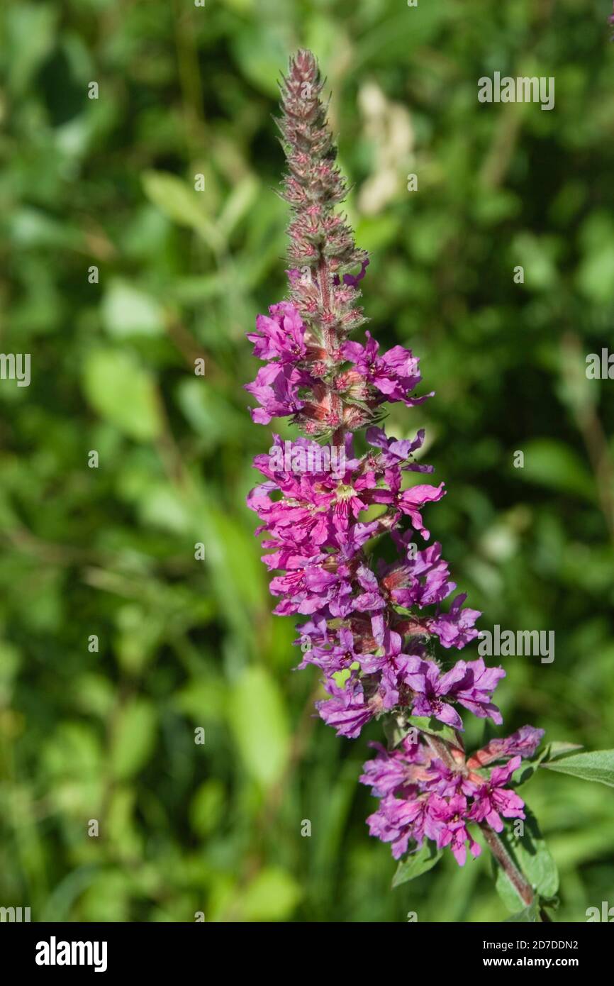 Purple Loosestrife (Lythrum salicaria) single stem. Hemsted Forest near ...