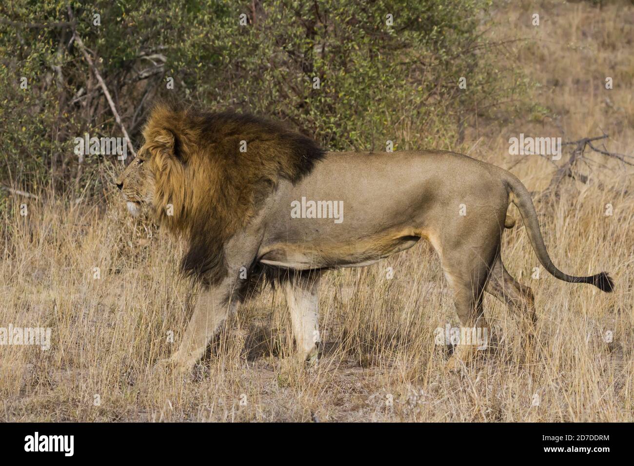 Male lion mane kruger national park hi-res stock photography and images ...