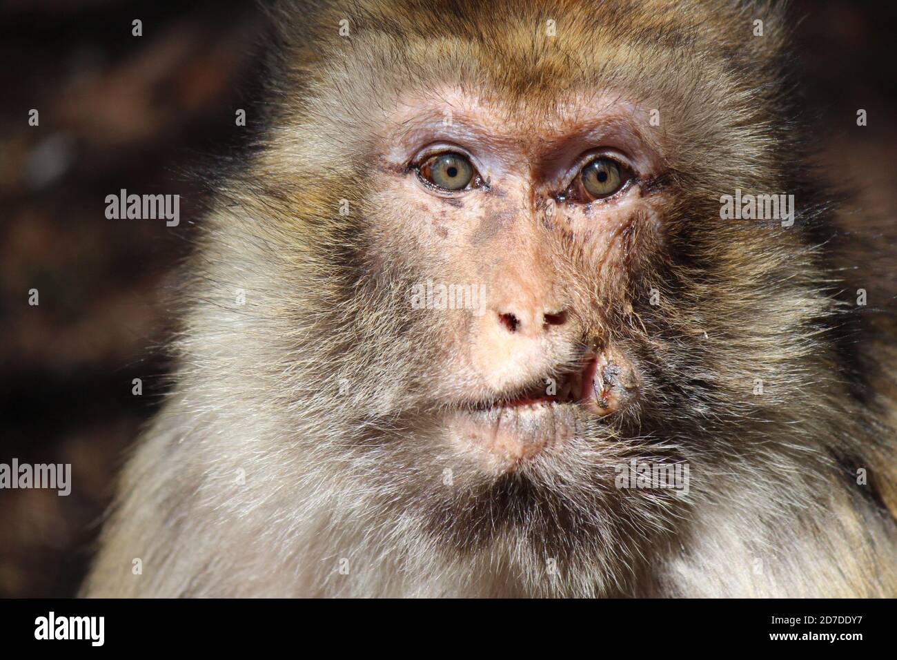 Wildlife macaque hi-res stock photography and images - Alamy