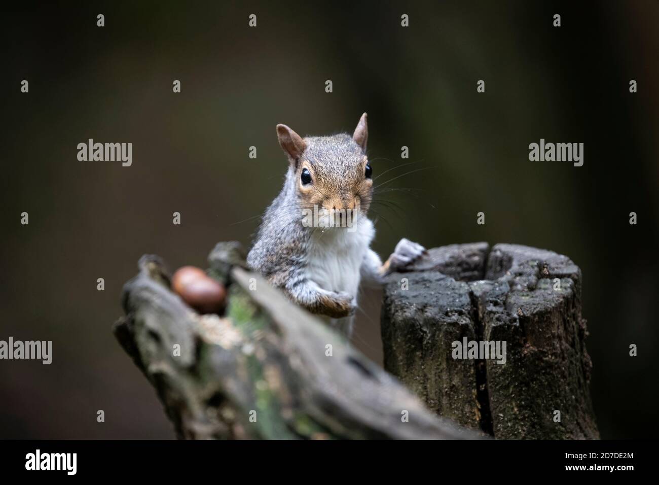 Two squirrel nuts hi-res stock photography and images - Alamy