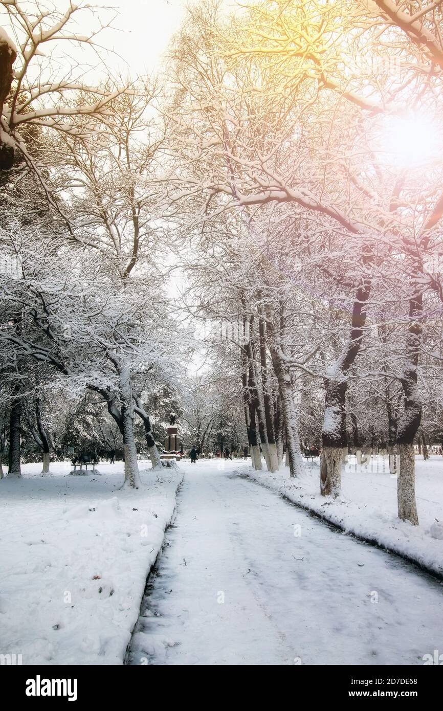 park alley tree way winter Stock Photo - Alamy