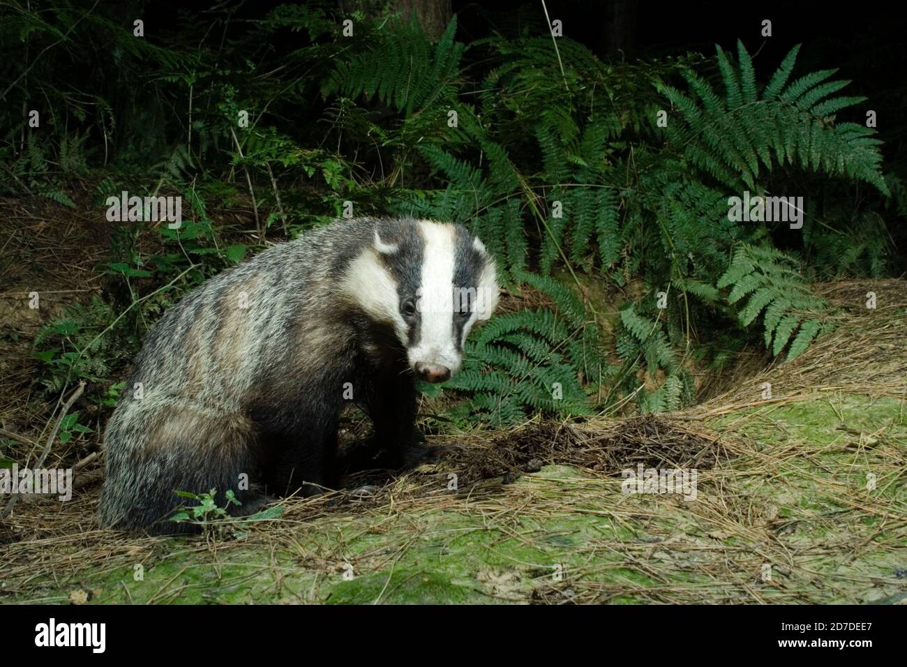 Wild Female Badger (Meles meles) sitting by sett. Hemsted Forest near ...