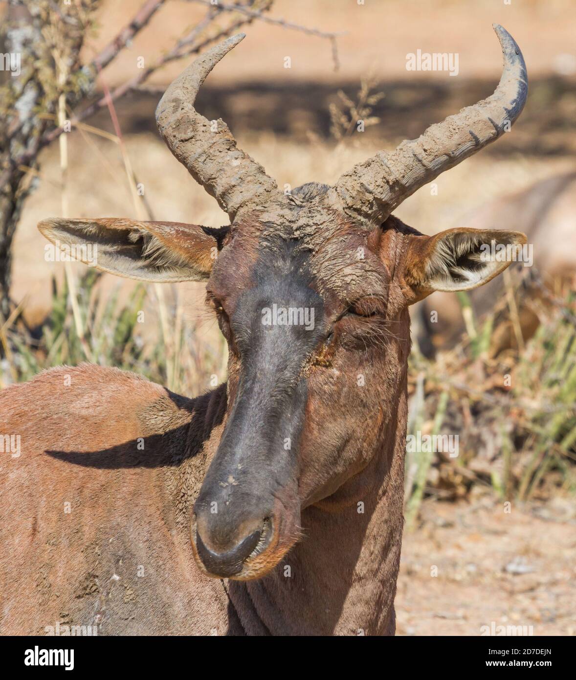 African Tsessebe