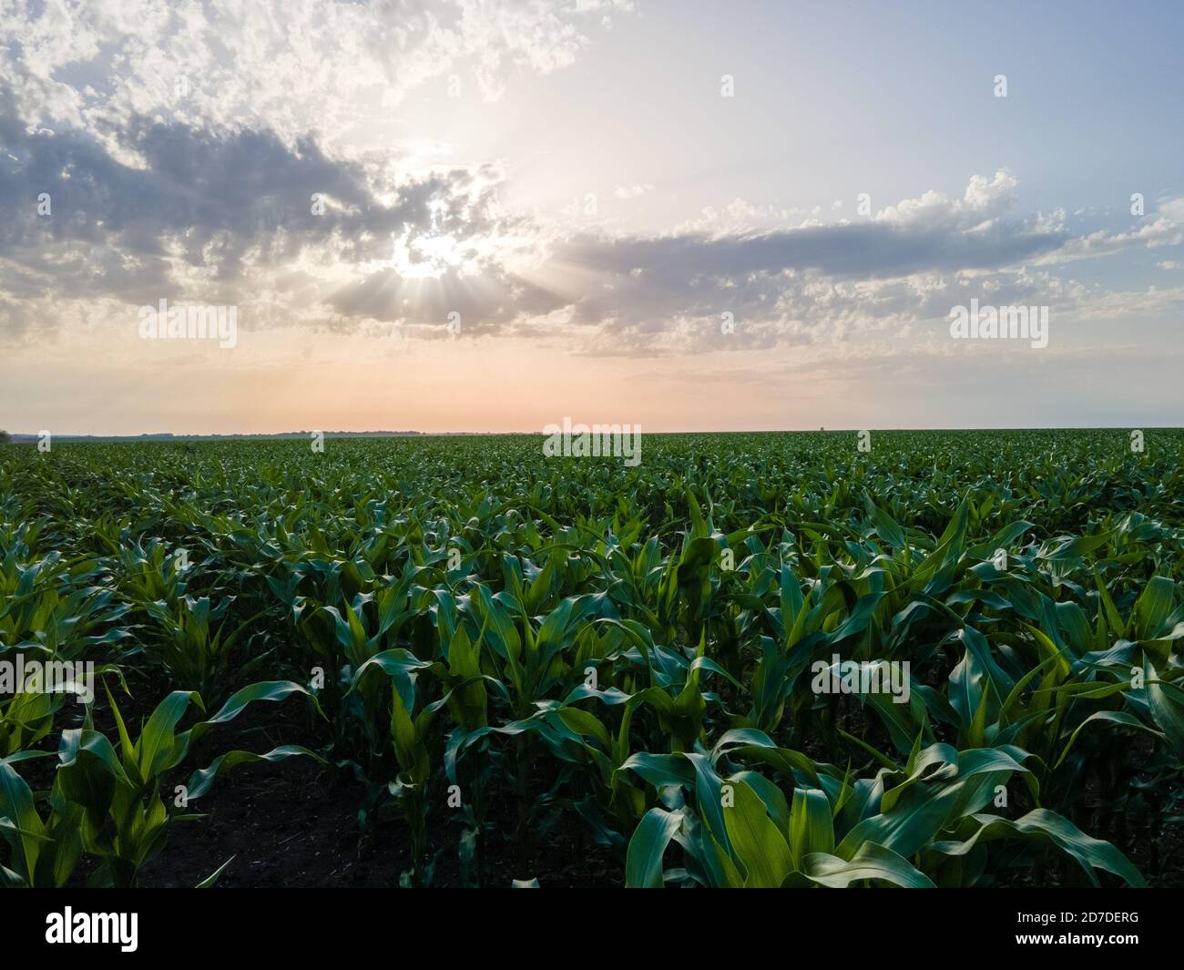 corn field under sky with sun passing thru the clouds Stock Photo - Alamy
