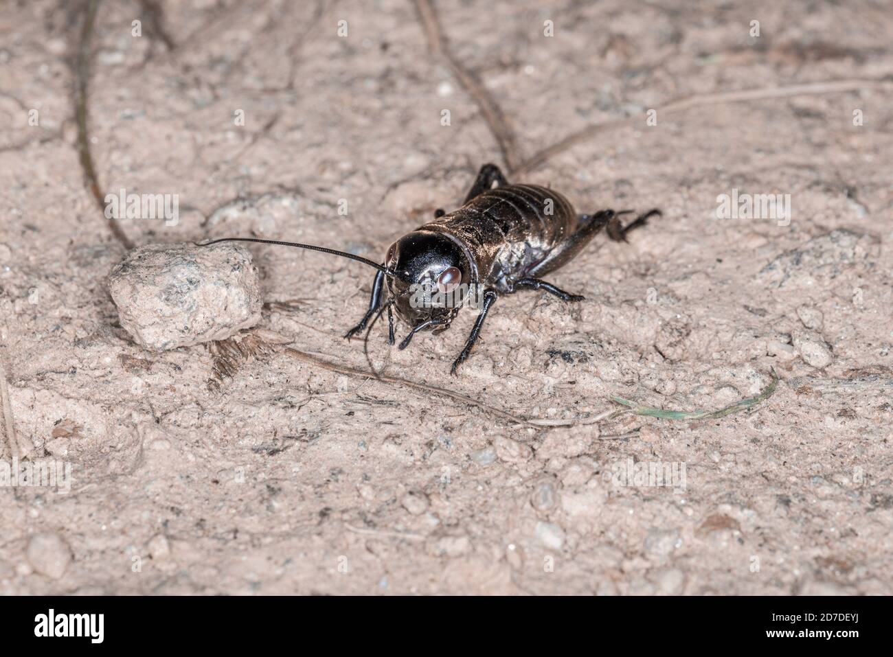 Close-up of a cricket on a field path in the Bavarian Forest, Germany ...